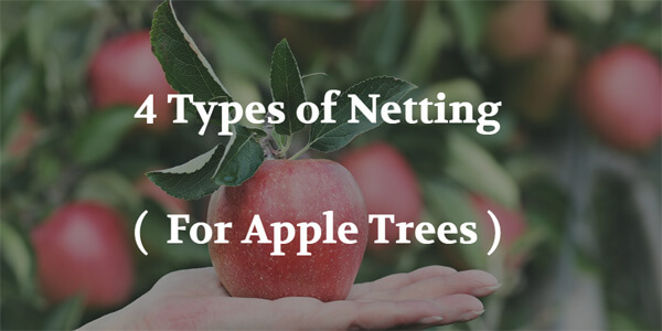 4 Types of Netting for Apple Trees You Need to Know | QiBang