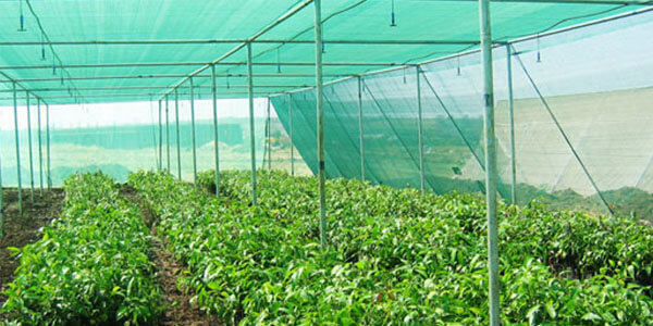 10 Helpful FAQs About Sun Shade Net You Need to Know Before Buying | QiBang