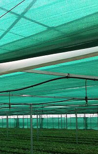 6 Things About Is Green or Black Shade Net Better for Plants